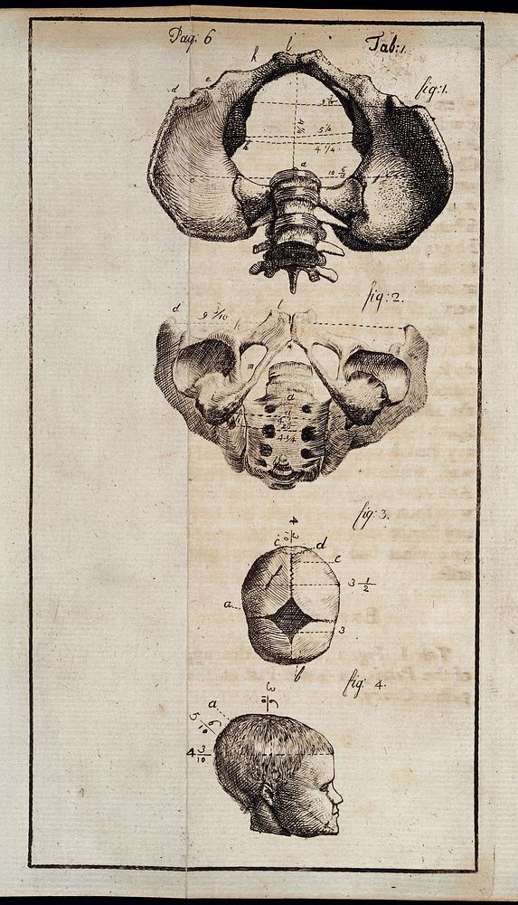 Illustration sacrum bone comparrision size | Free Photo Illustration ...