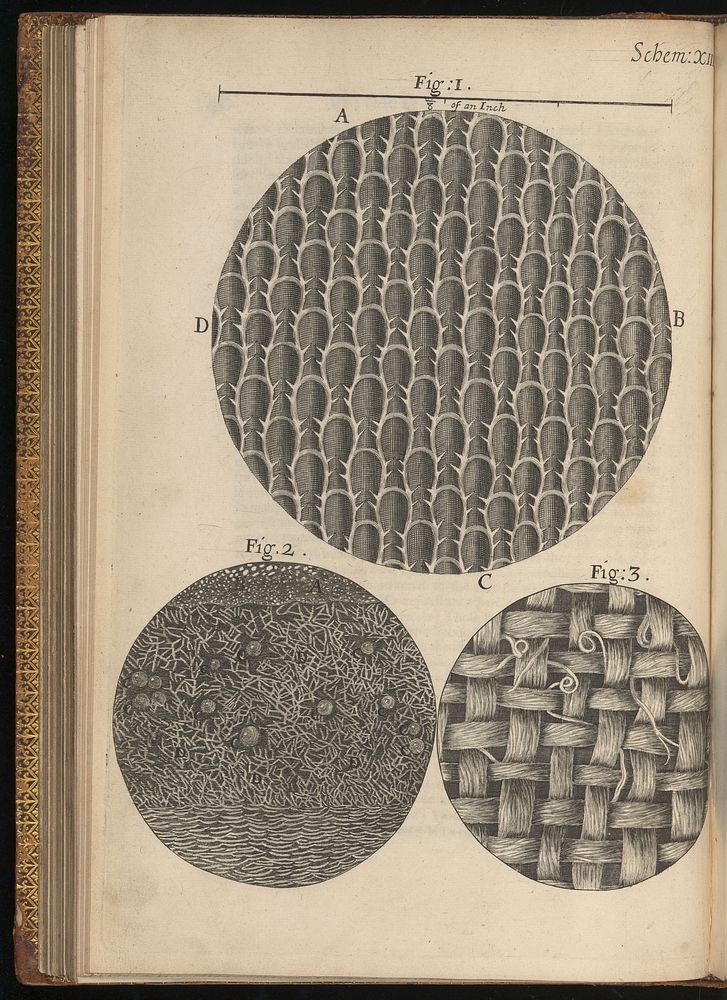 Engraving Micrographia, 1665, Robert Hooke. | Free Photo Illustration - rawpixel