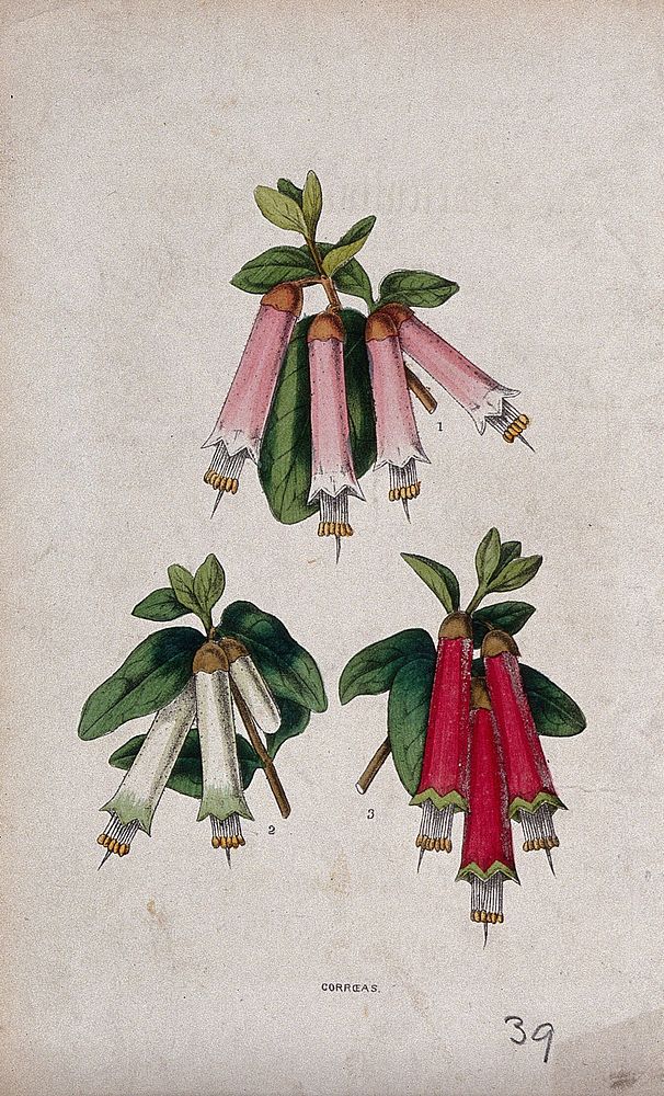 Three hybrids Australian fuchsia plant | Free Photo Illustration - rawpixel