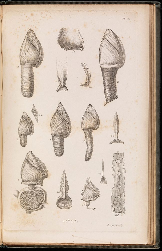 monograph sub-class Cirripedia : figures | Free Photo Illustration ...