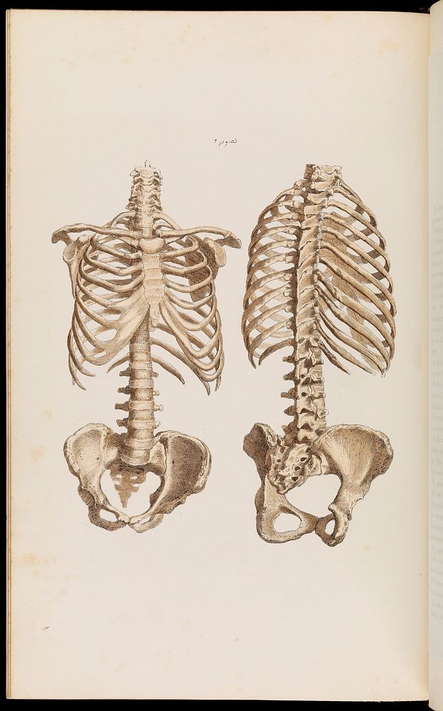 An atlas anatomical plates human | Free Photo Illustration - rawpixel