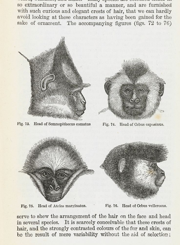 Illustration showing heads four primates. | Free Photo Illustration ...