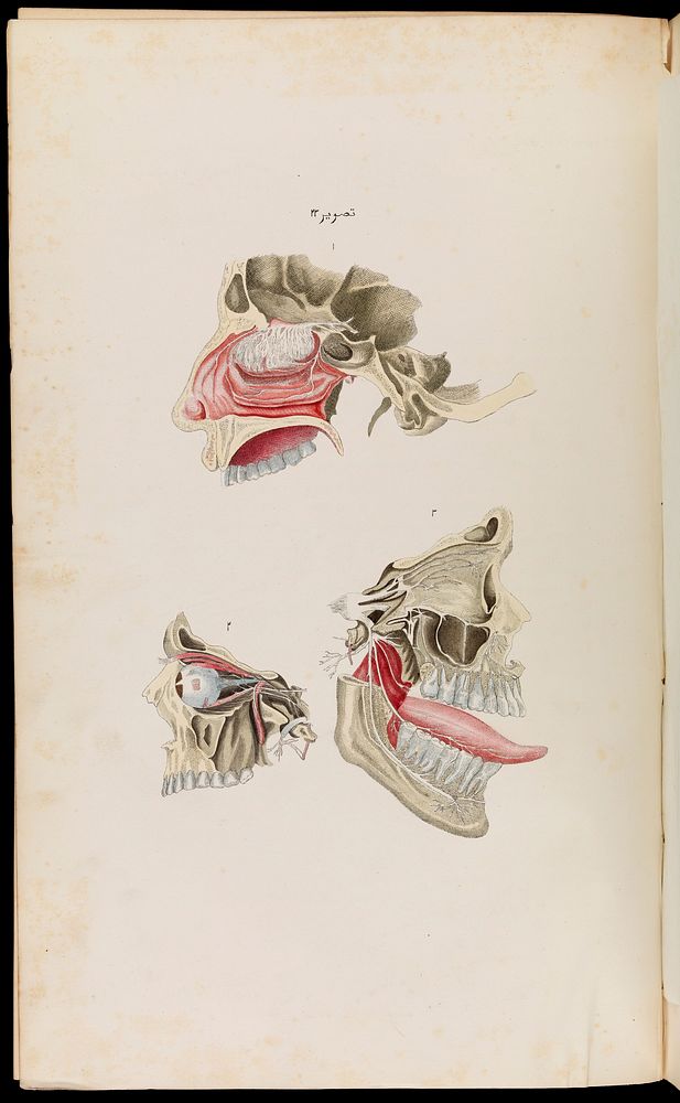 atlas anatomical plates human body | Free Photo Illustration - rawpixel