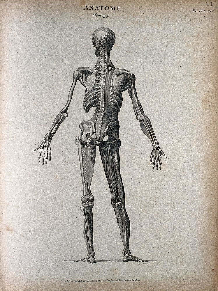 standing male écorché figure: back | Free Photo Illustration - rawpixel