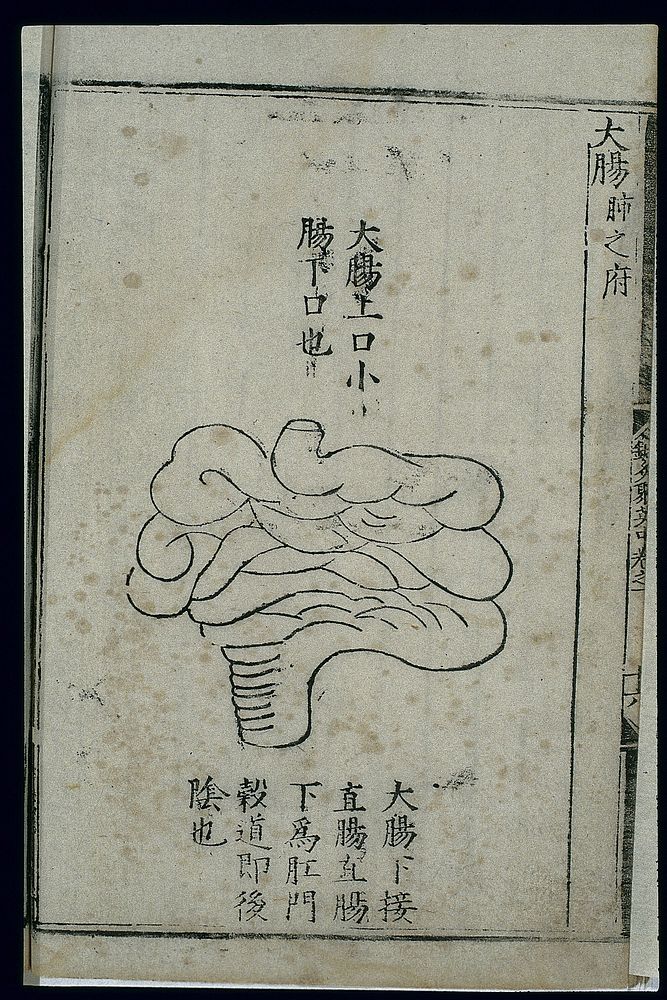 Anatomy large intestine ancient Chinese | Free Photo Illustration ...