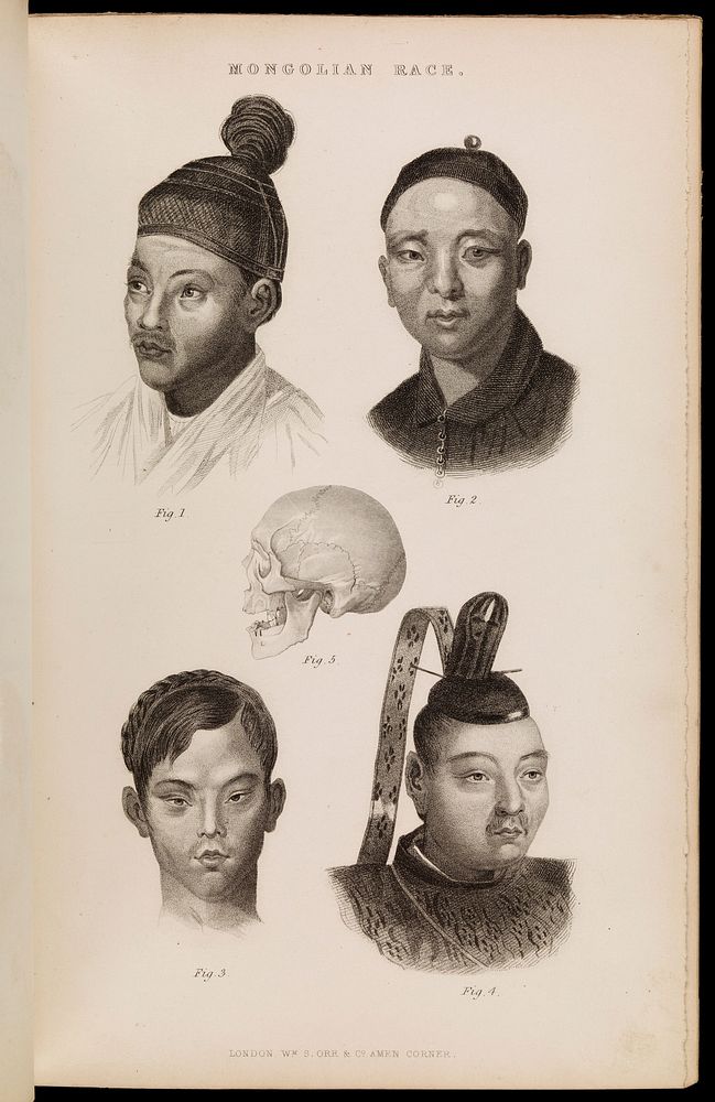 animal kingdom arranged its organization | Free Photo Illustration ...