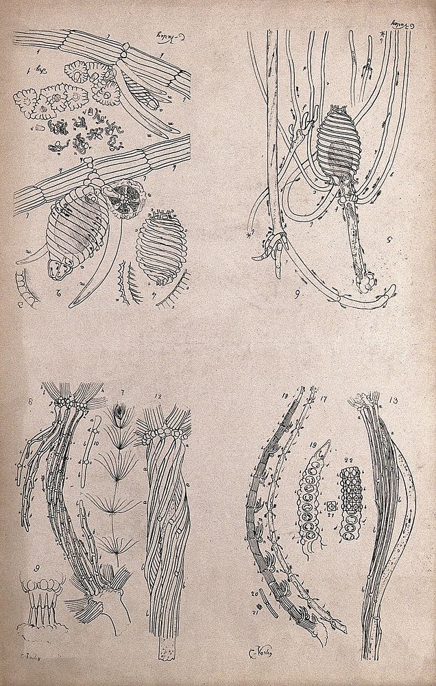 Microscope drawings plant anatomy cells | Free Photo Illustration ...