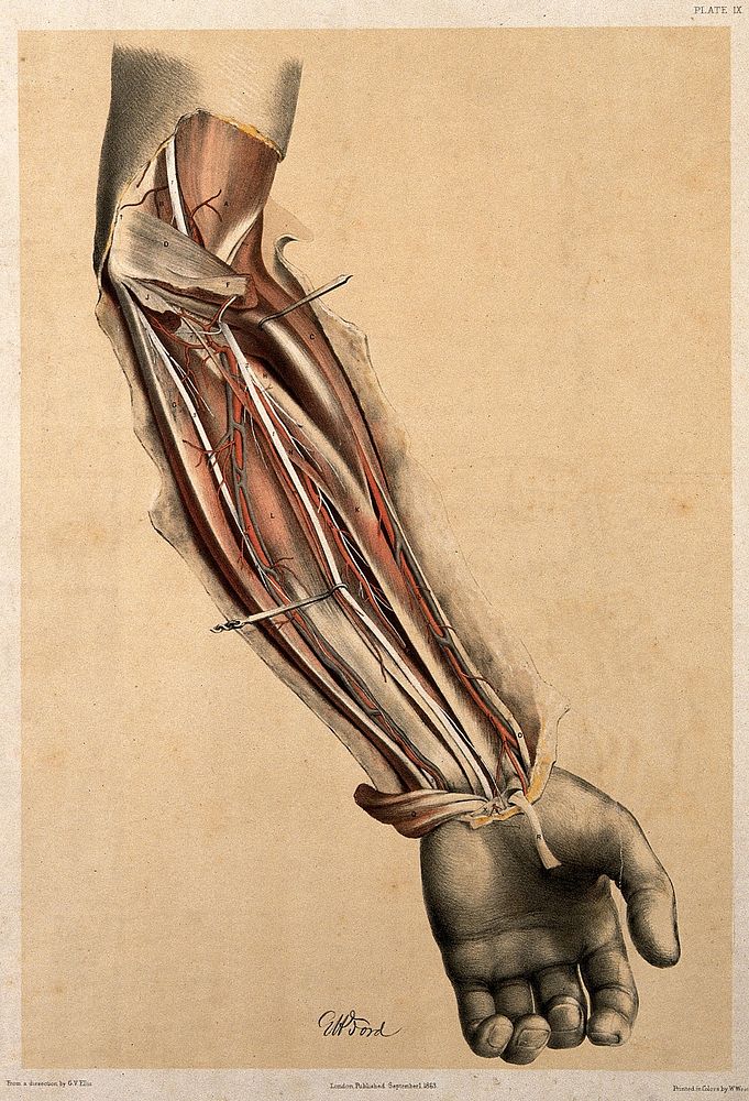 Dissection fore-arm, showing muscles nerves | Free Photo Illustration ...