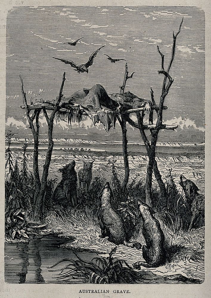 Australia: dead body placed an | Free Photo Illustration - rawpixel