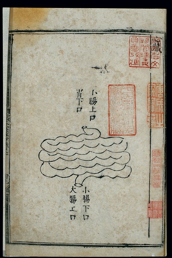 Anatomy small intestine ancient Chinese | Free Photo Illustration ...