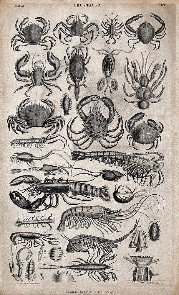table 26 different crustaceans details. | Free Photo Illustration ...