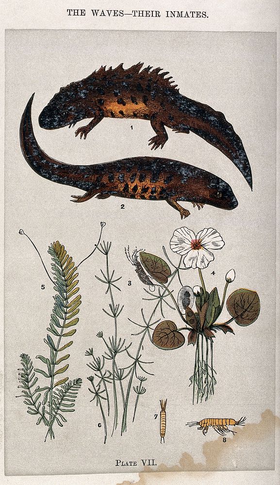 Newt Images | Free Photos, PNG Stickers, Wallpapers & Backgrounds ...