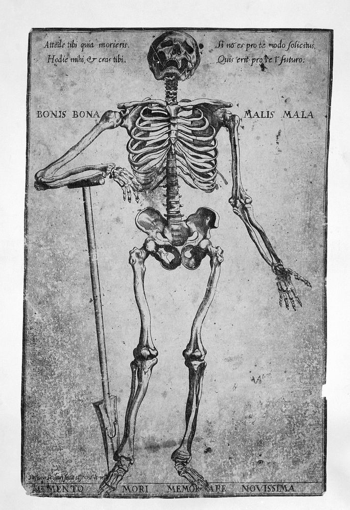 Woodcut: skeleton with right forearm | Free Photo Illustration - rawpixel