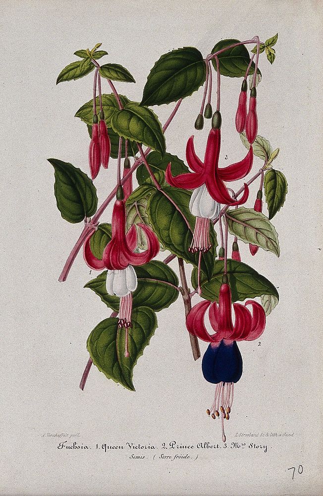Three cultivars fuchsia (Fuchsia species): | Free Photo Illustration ...