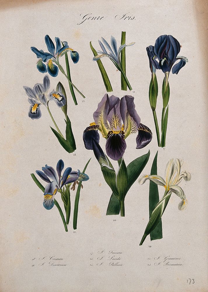 Seven types iris (Iris species): | Free Photo Illustration - rawpixel