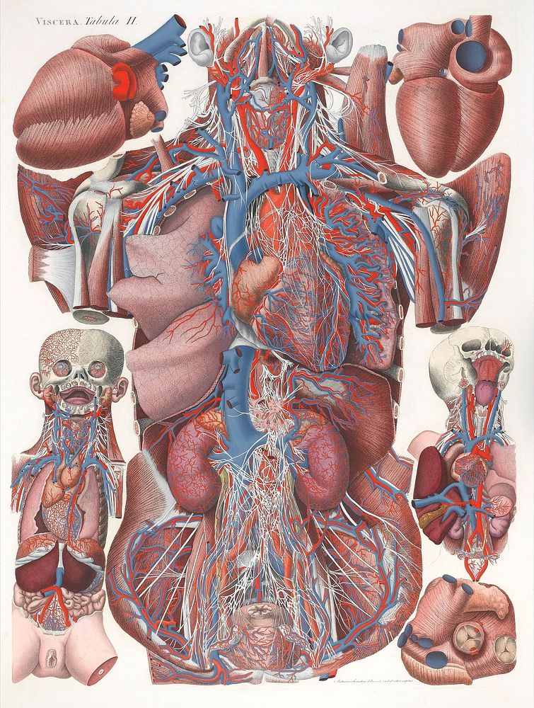 Anatomical Illustration | Free Photo Illustration - rawpixel