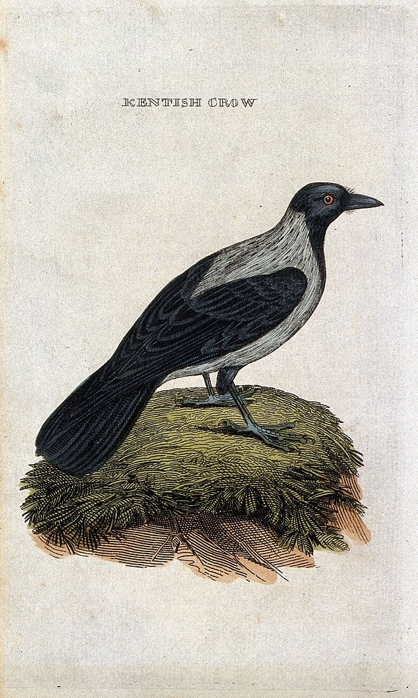 A hooded crow. Coloured engraving | Free Photo Illustration - rawpixel