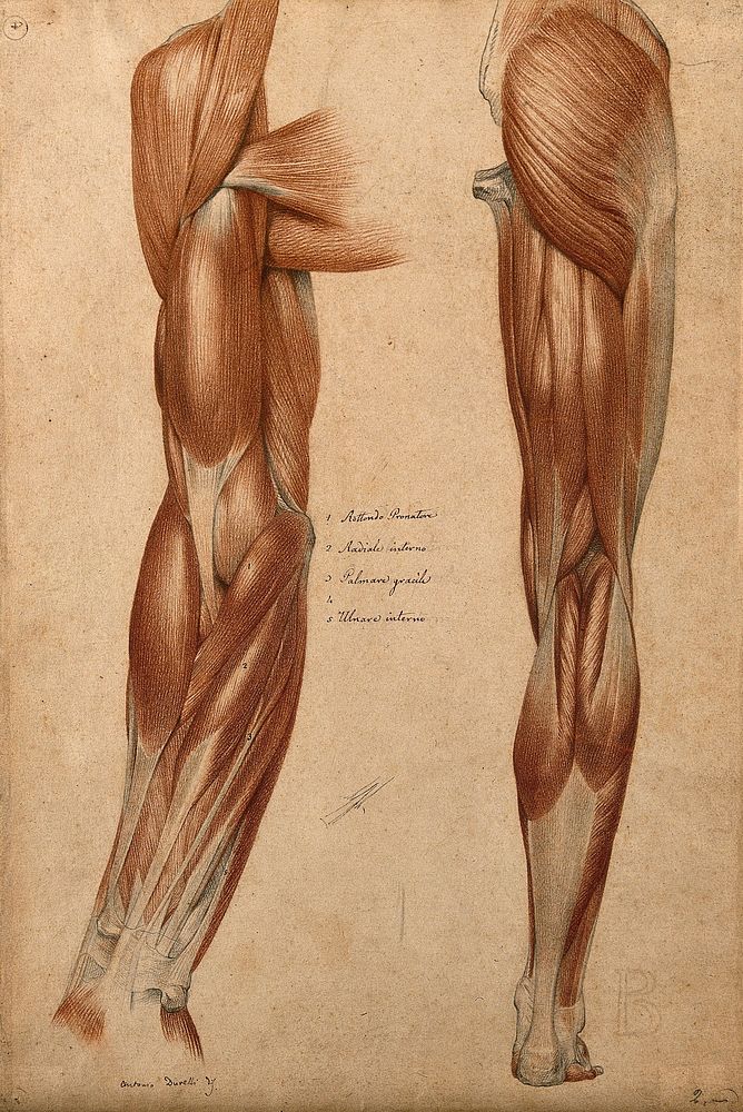 Muscles and tendons arm and | Free Photo Illustration - rawpixel