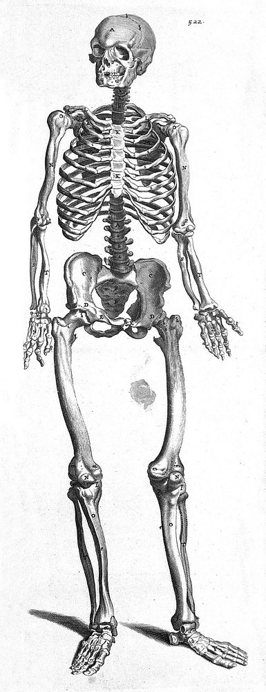 T. Bartholin, sceleton | Free Photo Illustration - rawpixel