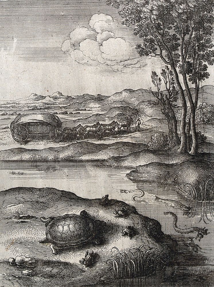 tortoise is surrounded frogs shore | Free Photo Illustration - rawpixel