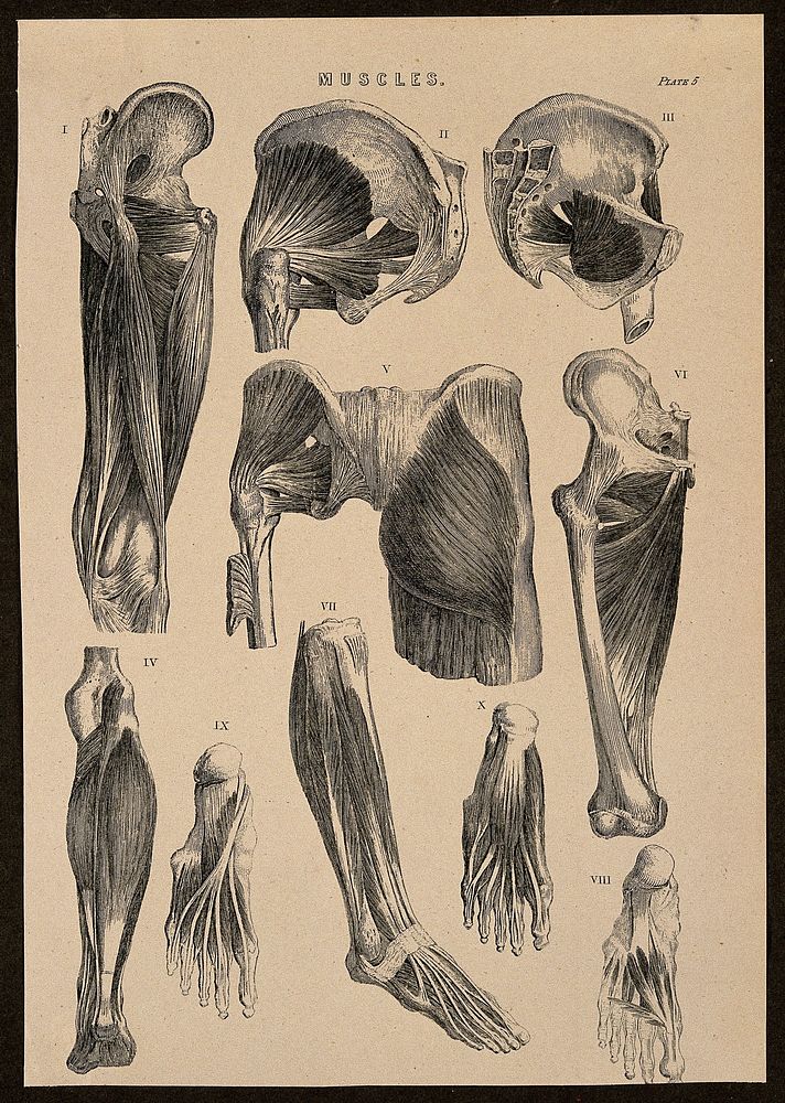 Muscles leg and foot: ten | Free Photo Illustration - rawpixel