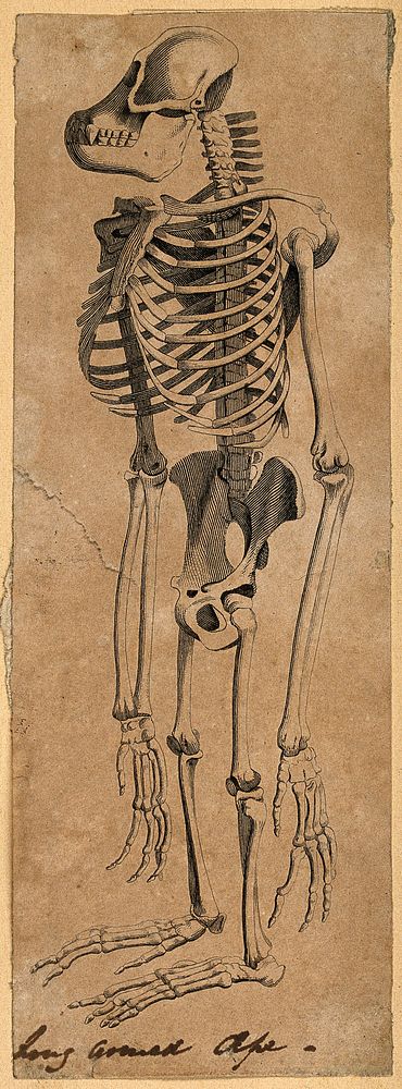Skeleton an ape. Etching, 1800/1850. | Free Photo Illustration - rawpixel