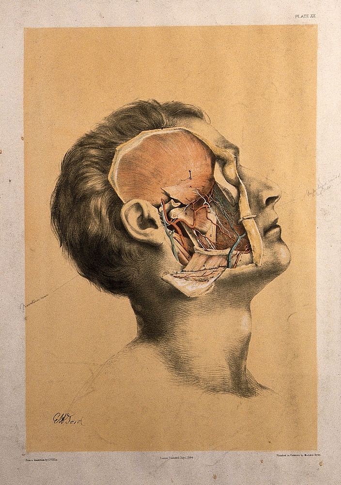 Dissection side face, muscles blood | Free Photo Illustration - rawpixel