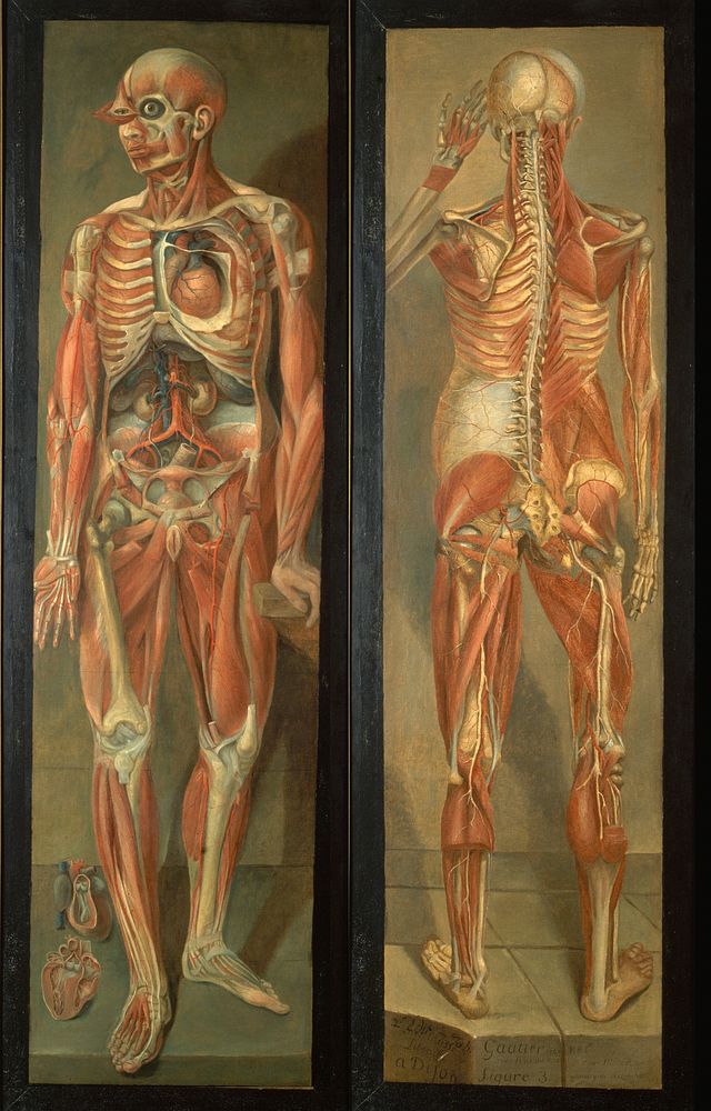 Two anatomical figures. | Free Photo Illustration - rawpixel
