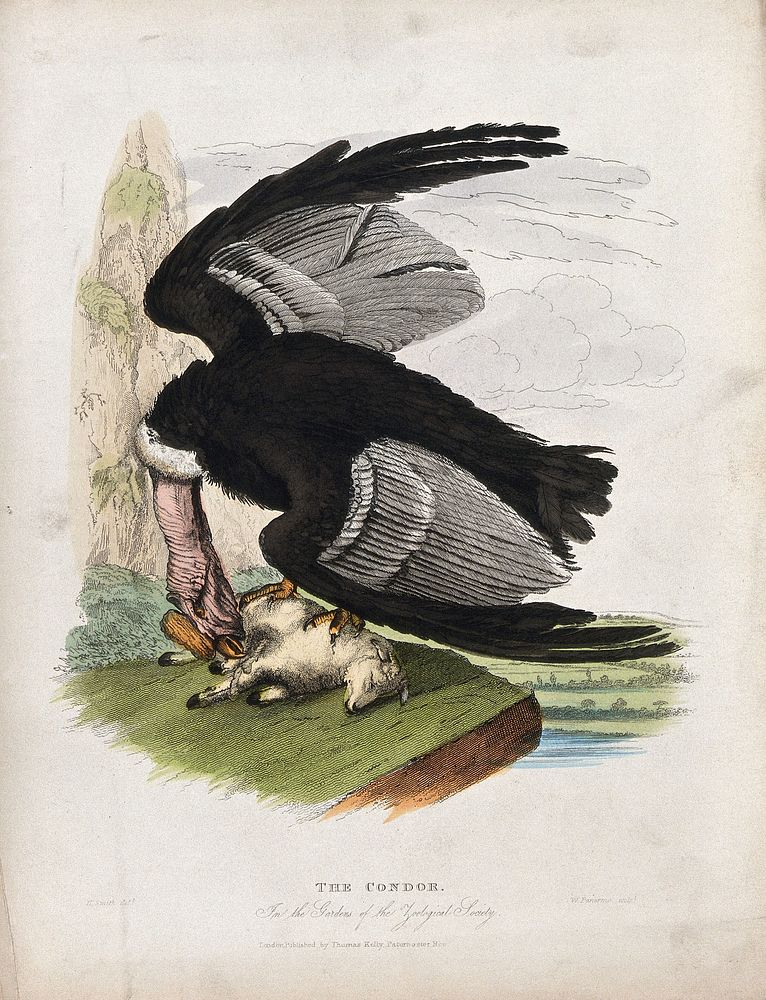 Zoological Society London: condor attacking | Free Photo Illustration ...