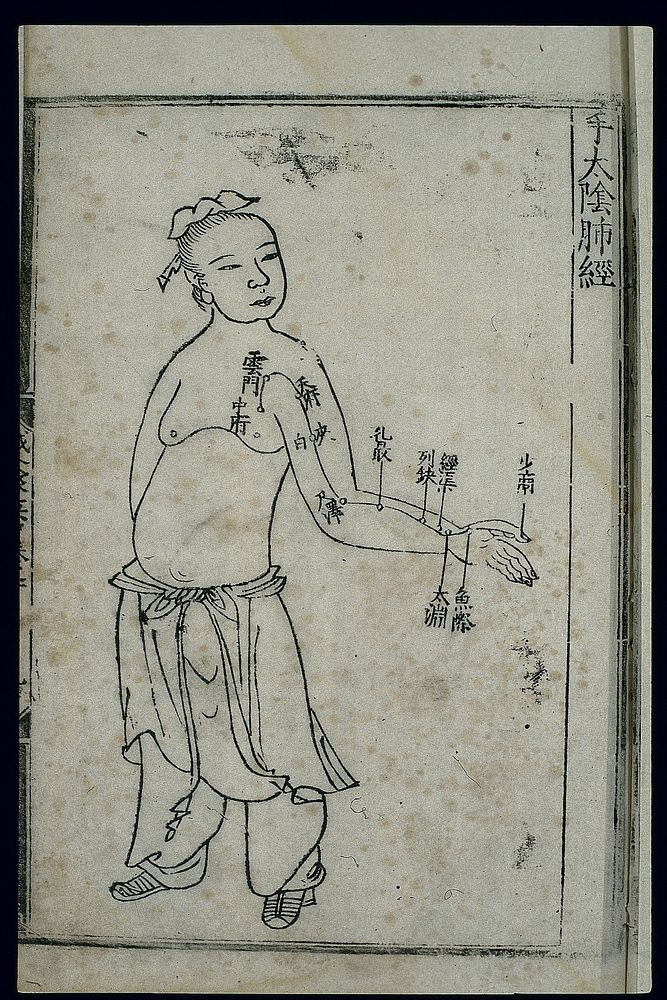 Acupuncture chart, lung channel hand | Free Photo Illustration - rawpixel