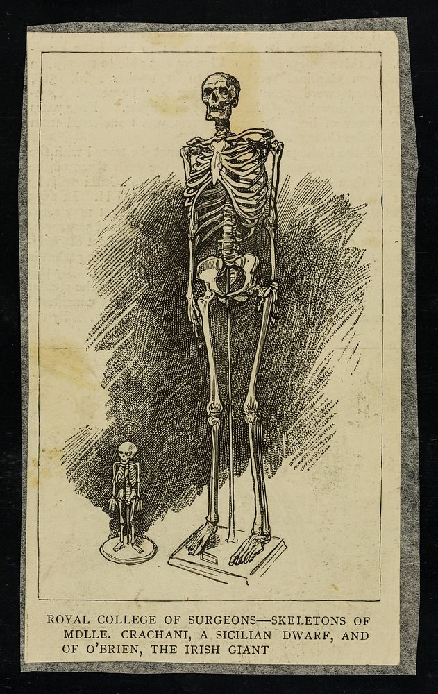 [Newspaper clipping showing skeletons Mademoiselle | Free Photo ...