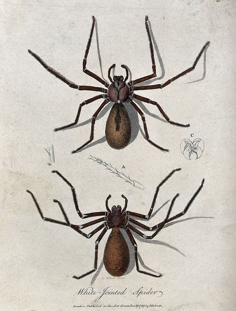 White-jointed spider: two specimens and | Free Photo Illustration ...