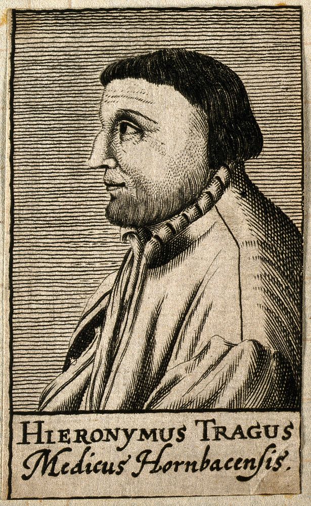 Hieronymus Bock [Tragus]. Line engraving | Free Photo Illustration ...