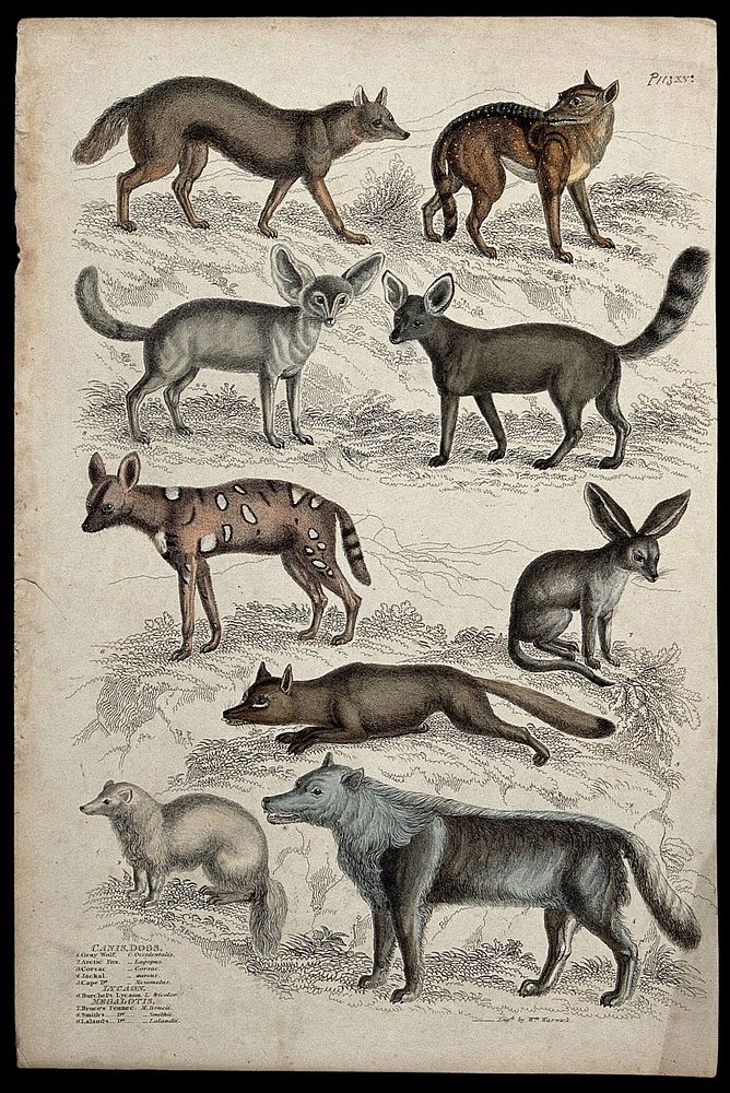 Nine different specimen genus Canis | Free Photo Illustration - rawpixel