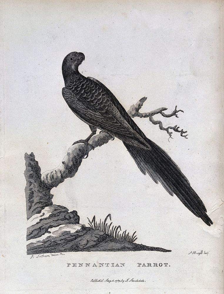 pennantian parrot perching branch. Etching | Free Photo Illustration ...