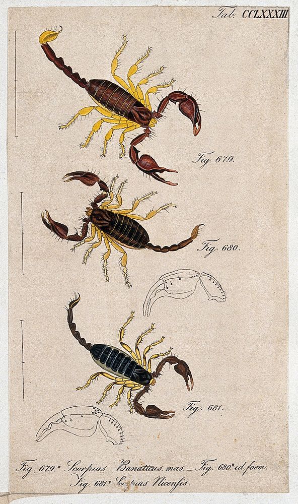 Three scorpions: male and female | Free Photo Illustration - rawpixel
