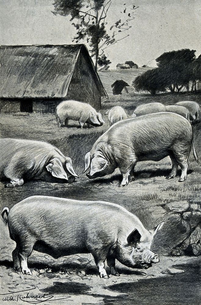 Eight pigs meadow wallow thatched | Free Photo Illustration - rawpixel