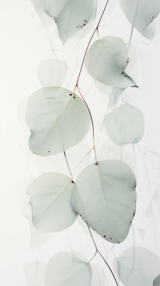 Eucalyptus wallpaper backgrounds plant green. | Free Photo - rawpixel