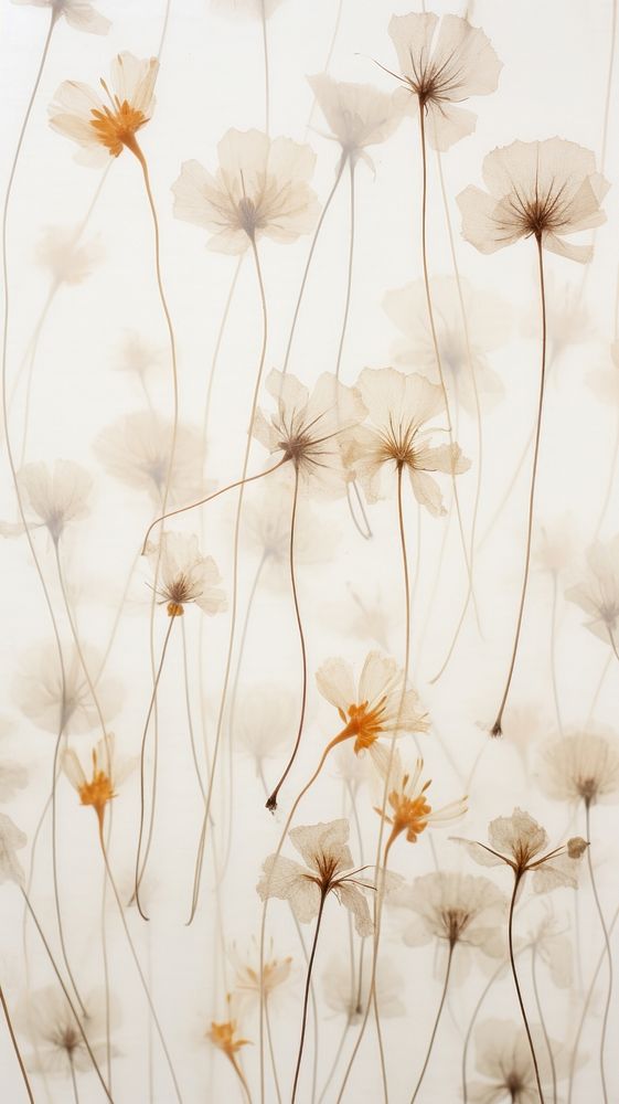 Everlasting flower wallpaper backgrounds plant | Premium Photo - rawpixel