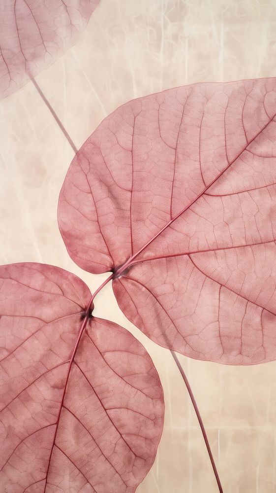 Caladium leaf wallpaper backgrounds flower | Premium Photo - rawpixel
