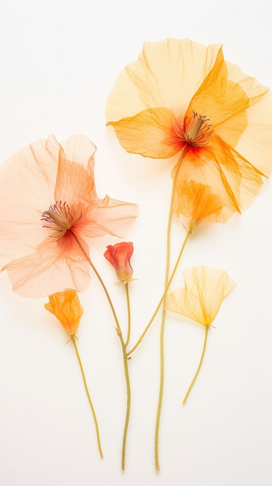 Real pressed poppy flowers hibiscus | Premium Photo - rawpixel