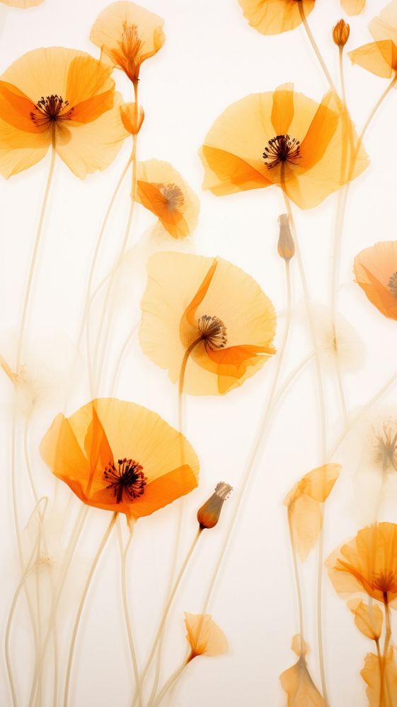 Real pressed poppy flowers petal | Premium Photo - rawpixel