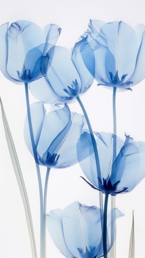 Real pressed blue tulip flowers | Premium Photo - rawpixel