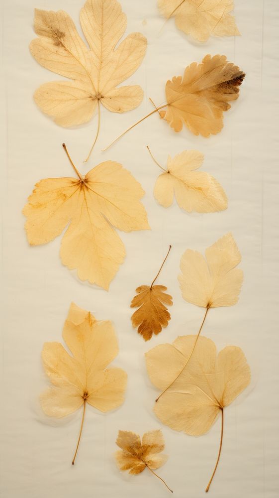Real pressed gold autumn leaves | Free Photo - rawpixel