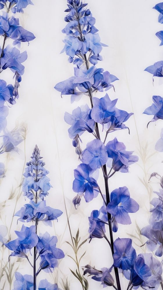 Real pressed larkspur flowers backgrounds | Free Photo - rawpixel