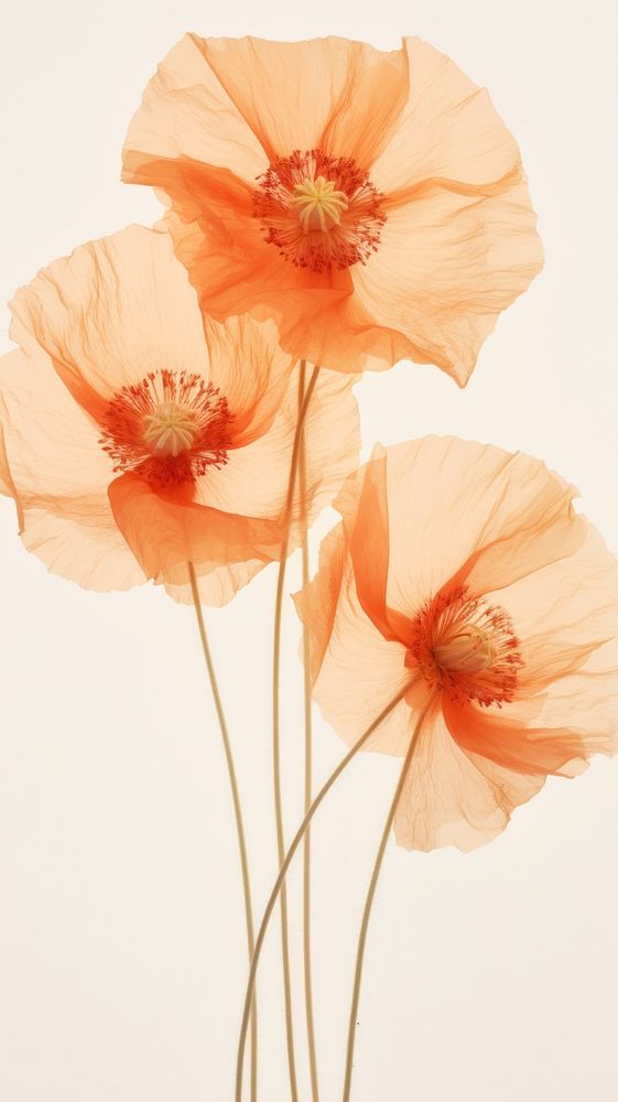 Real pressed poppy flowers petal | Premium Photo - rawpixel
