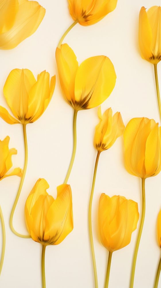 Real pressed yellow tulip flowers | Premium Photo - rawpixel
