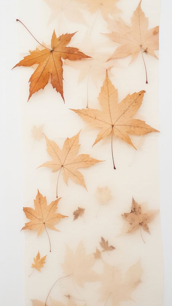 Pressed maple leaves plant paper | Free Photo - rawpixel
