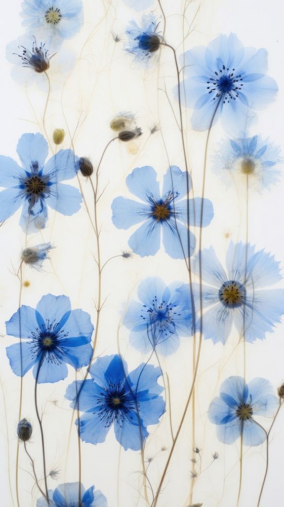 Pressed blue flowers backgrounds pattern | Premium Photo - rawpixel