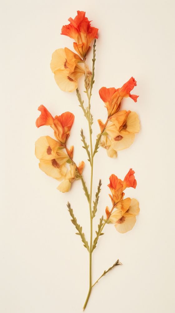 Pressed Snapdragon flower gladiolus petal. | Free Photo - rawpixel